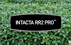 Soja RR2 PRO | AgrolluviaNavarro